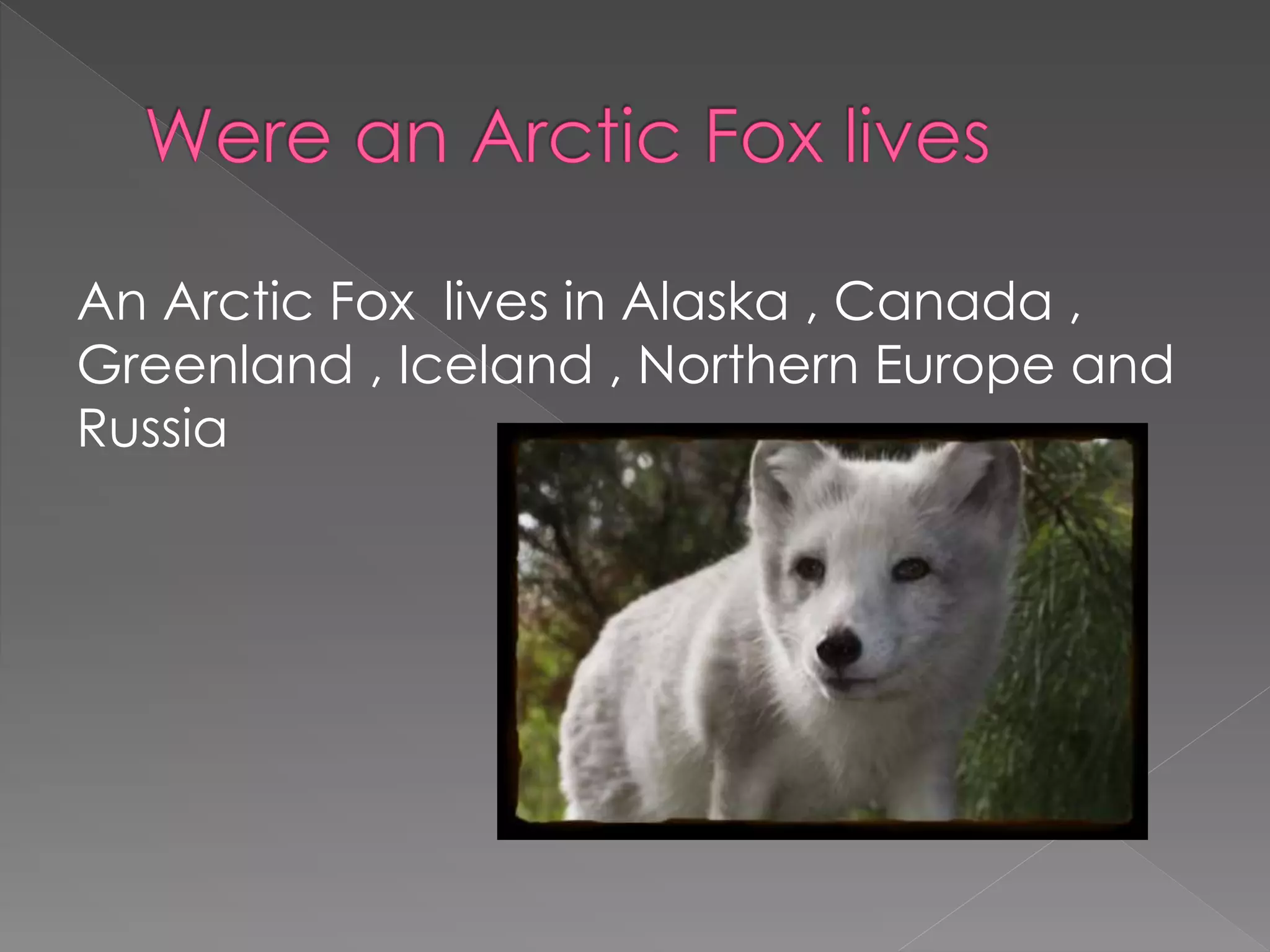 All about Arctic Foxes | PPTX