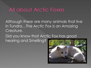 All about Arctic Foxes | PPTX