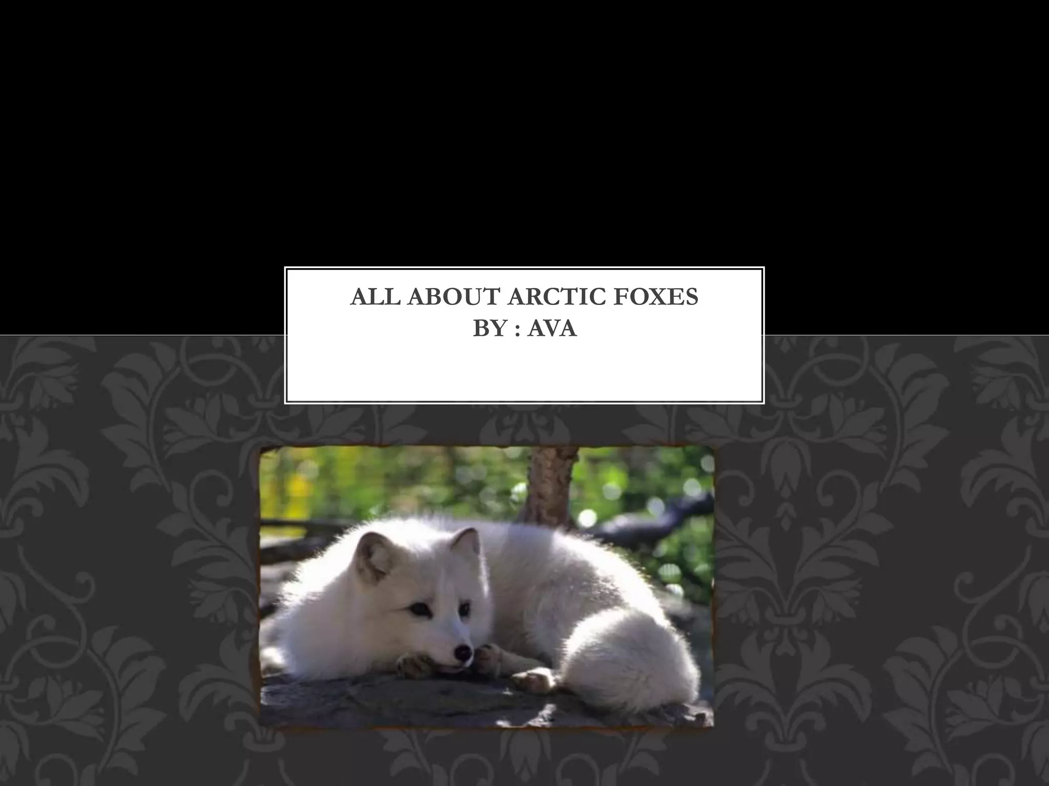 All about Arctic Foxes | PPTX