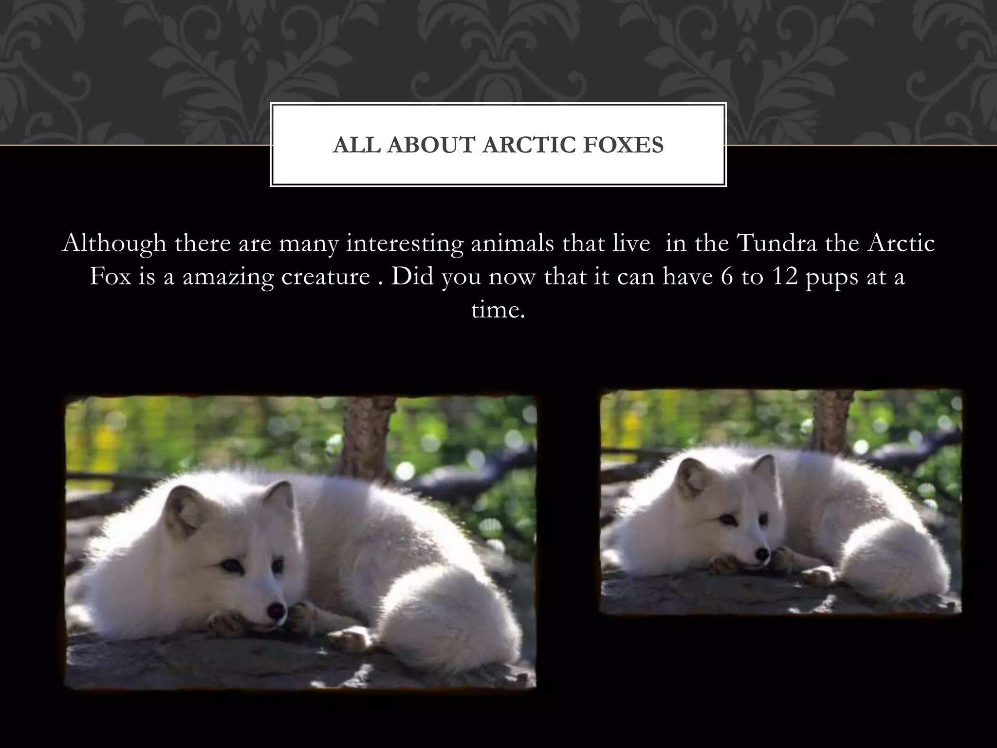 All about Arctic Foxes | PPTX