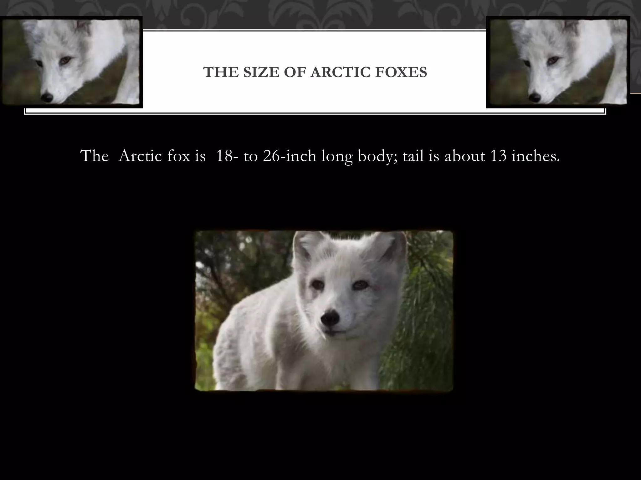 All about Arctic Foxes | PPTX