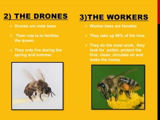 All about bees.pptx
