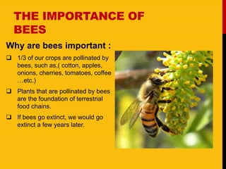 All about bees.pptx
