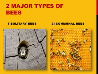 All about bees.pptx