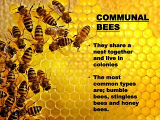 All about bees.pptx