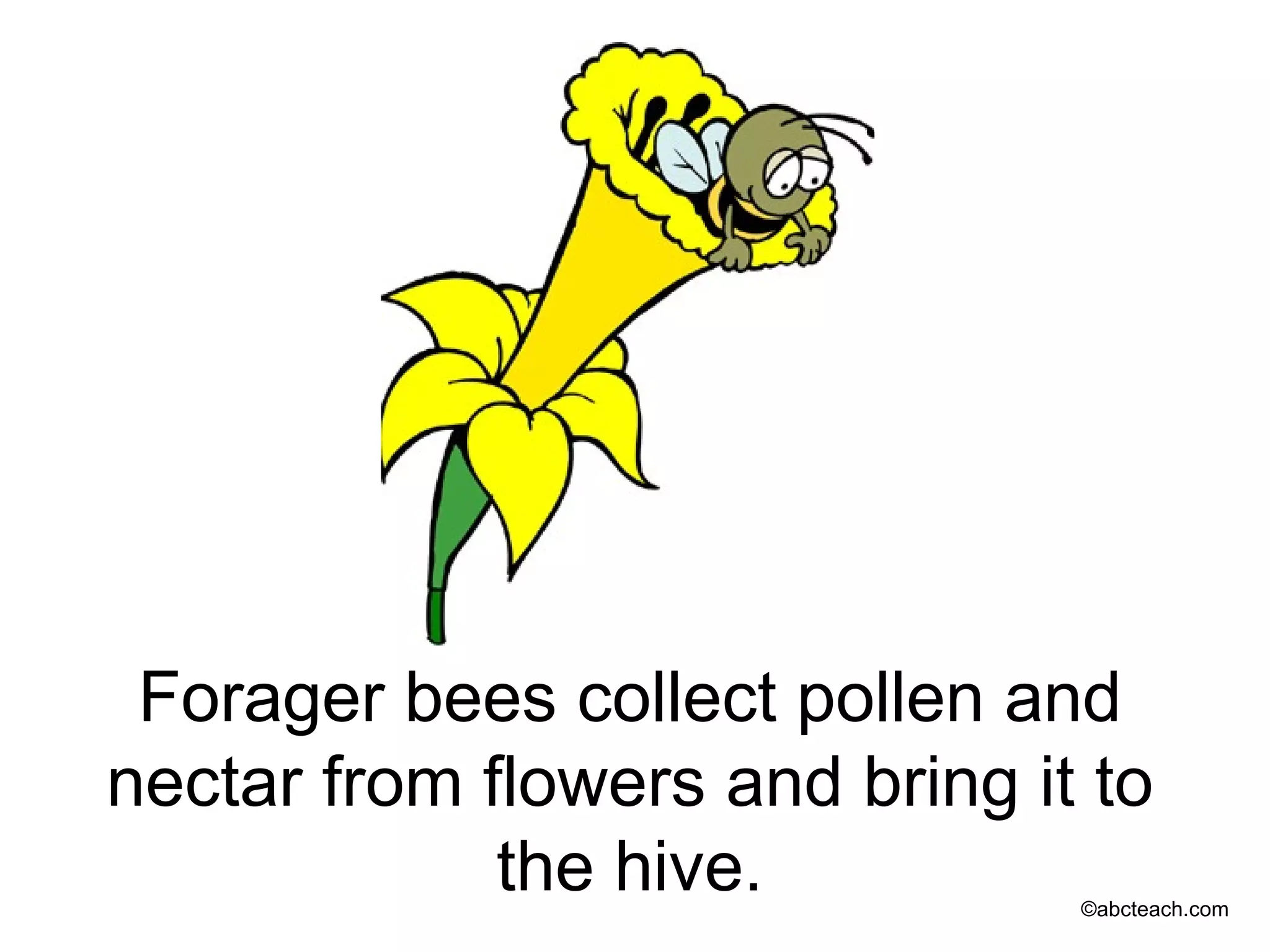All about bees slideshow | PPT
