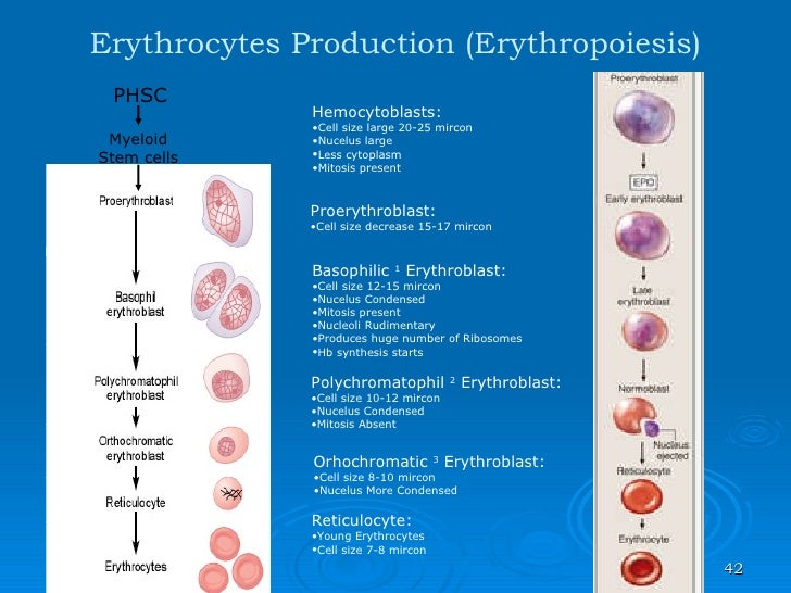 All About Blood From Rtibloodinfo
