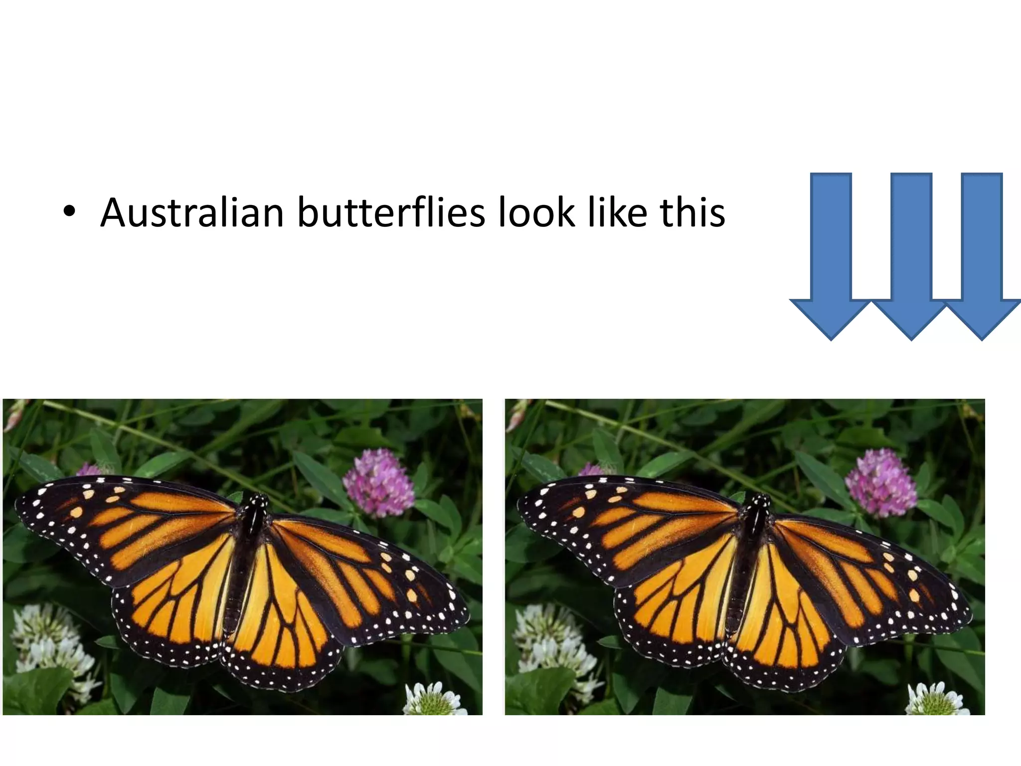 All about butterflies by kayla.t | PPTX