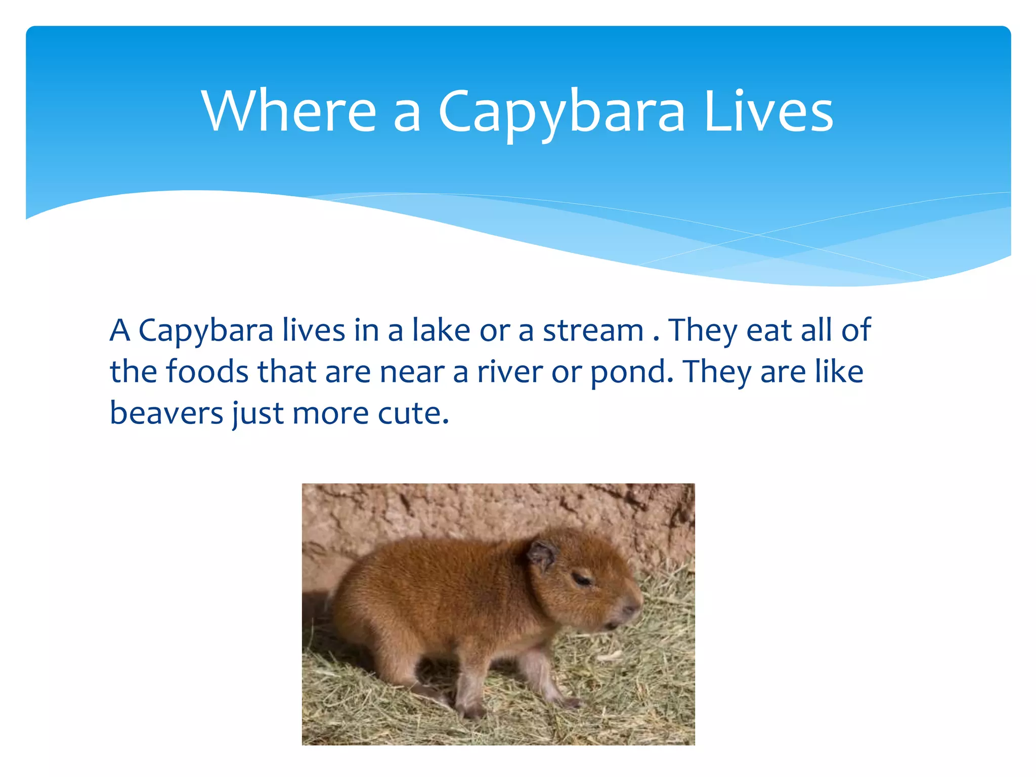 All about Capybaras | PPTX