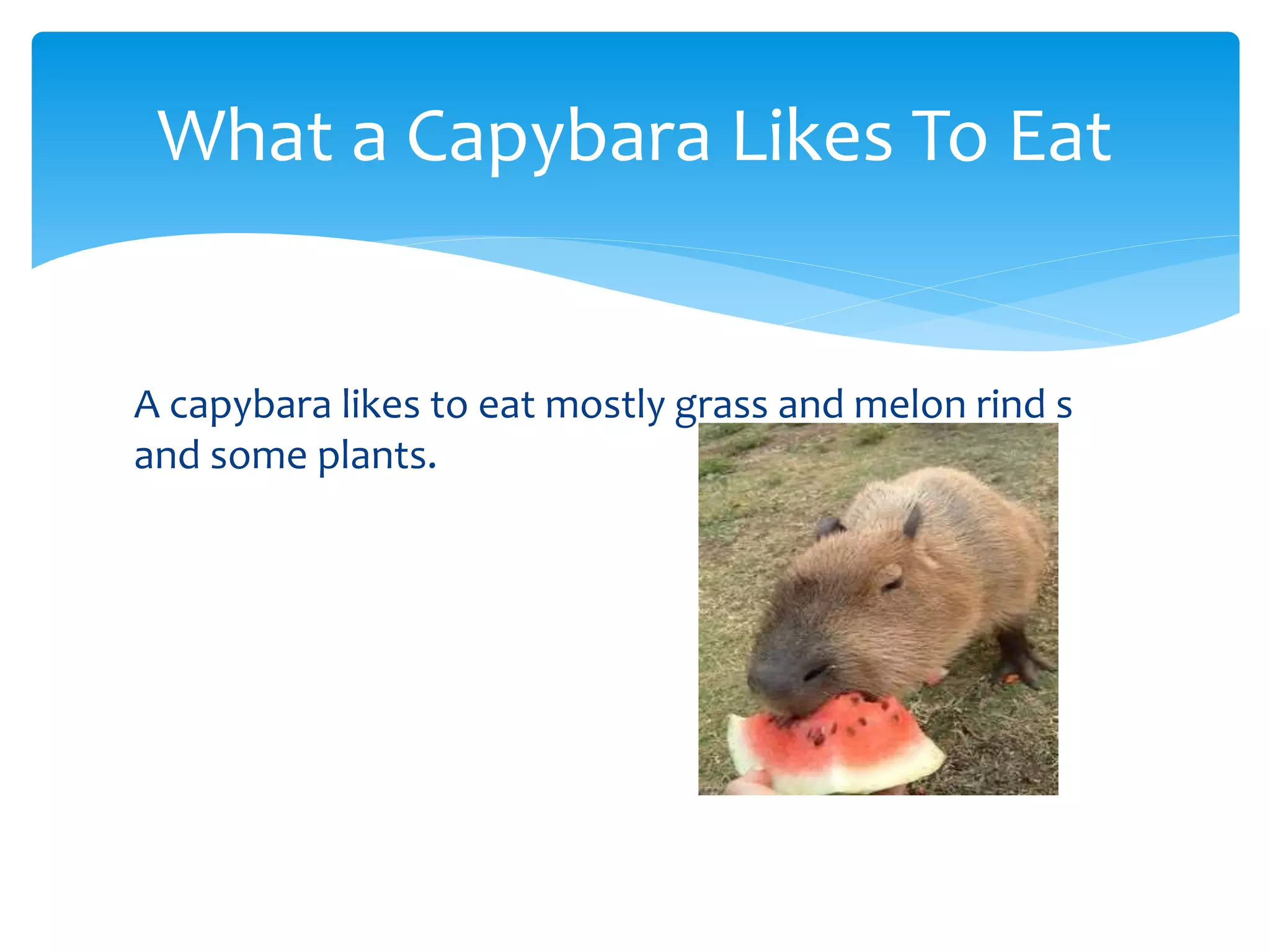 All about Capybaras | PPTX