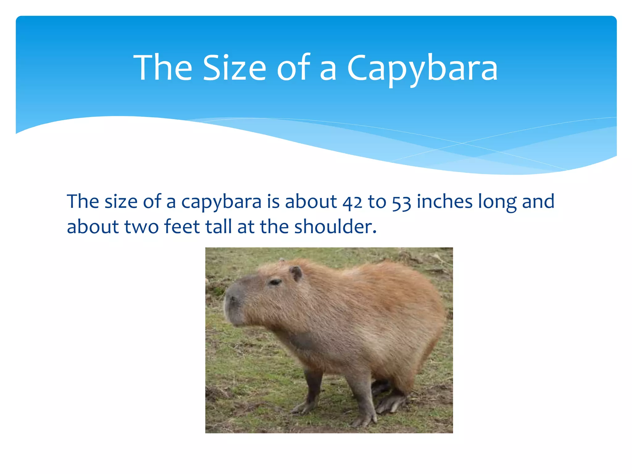 All about Capybaras | PPTX