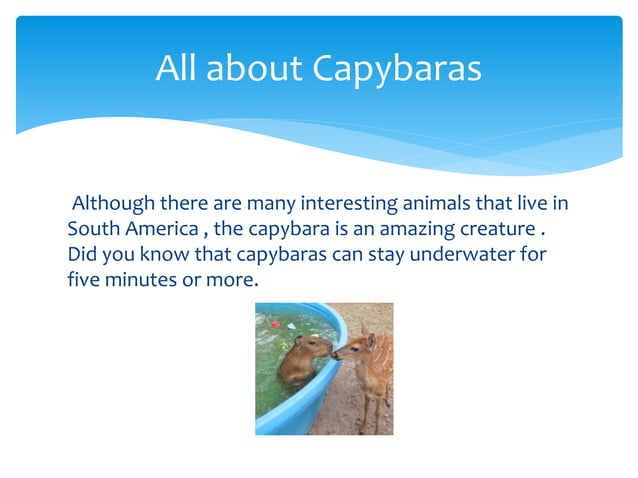 All about Capybaras | PPTX