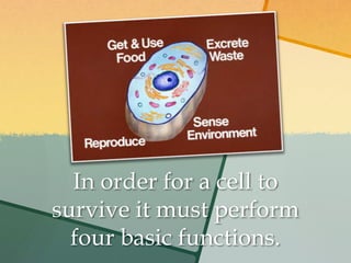 All About Cells | PPT