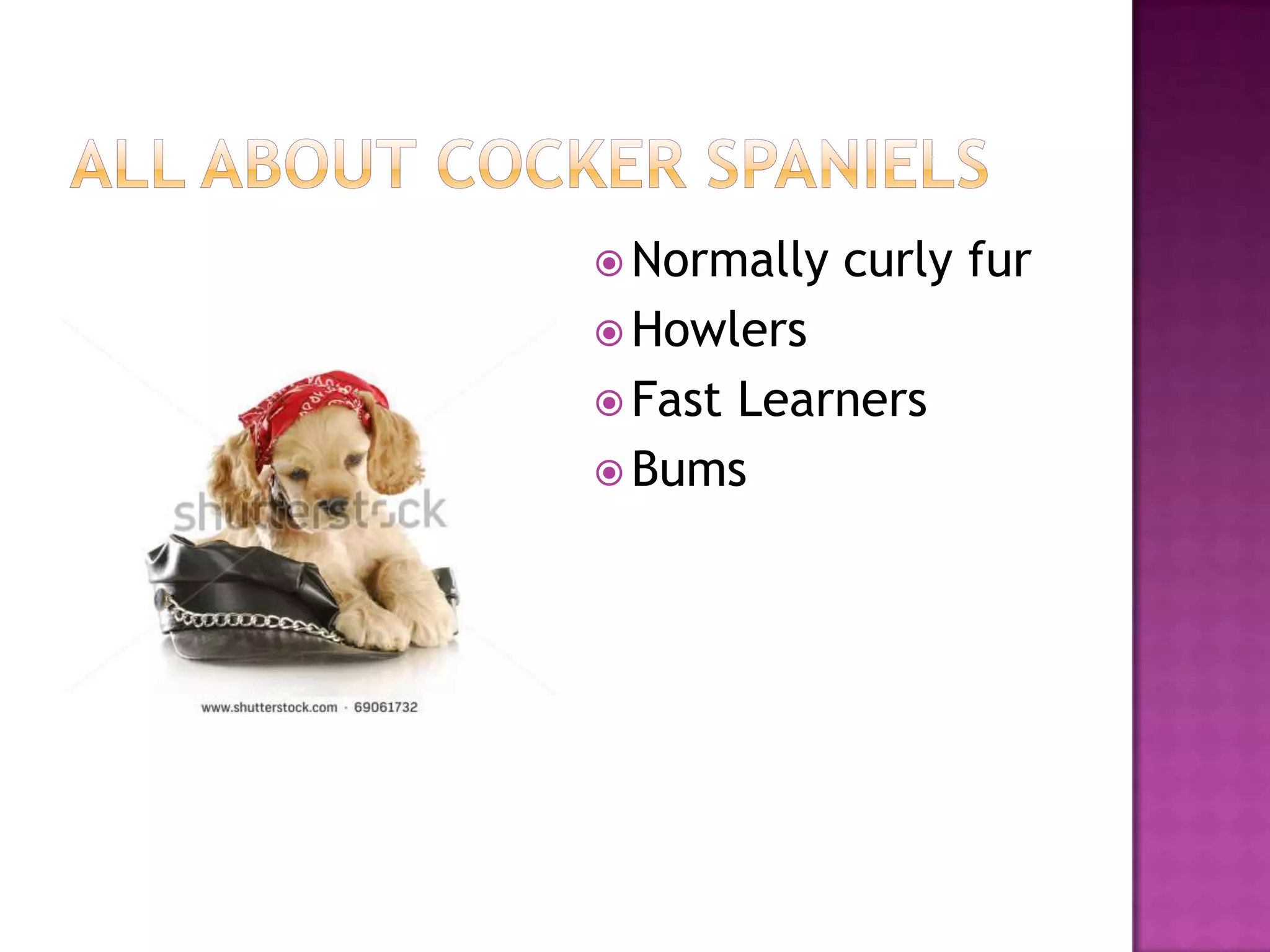 All About Cocker Spaniels | PPTX