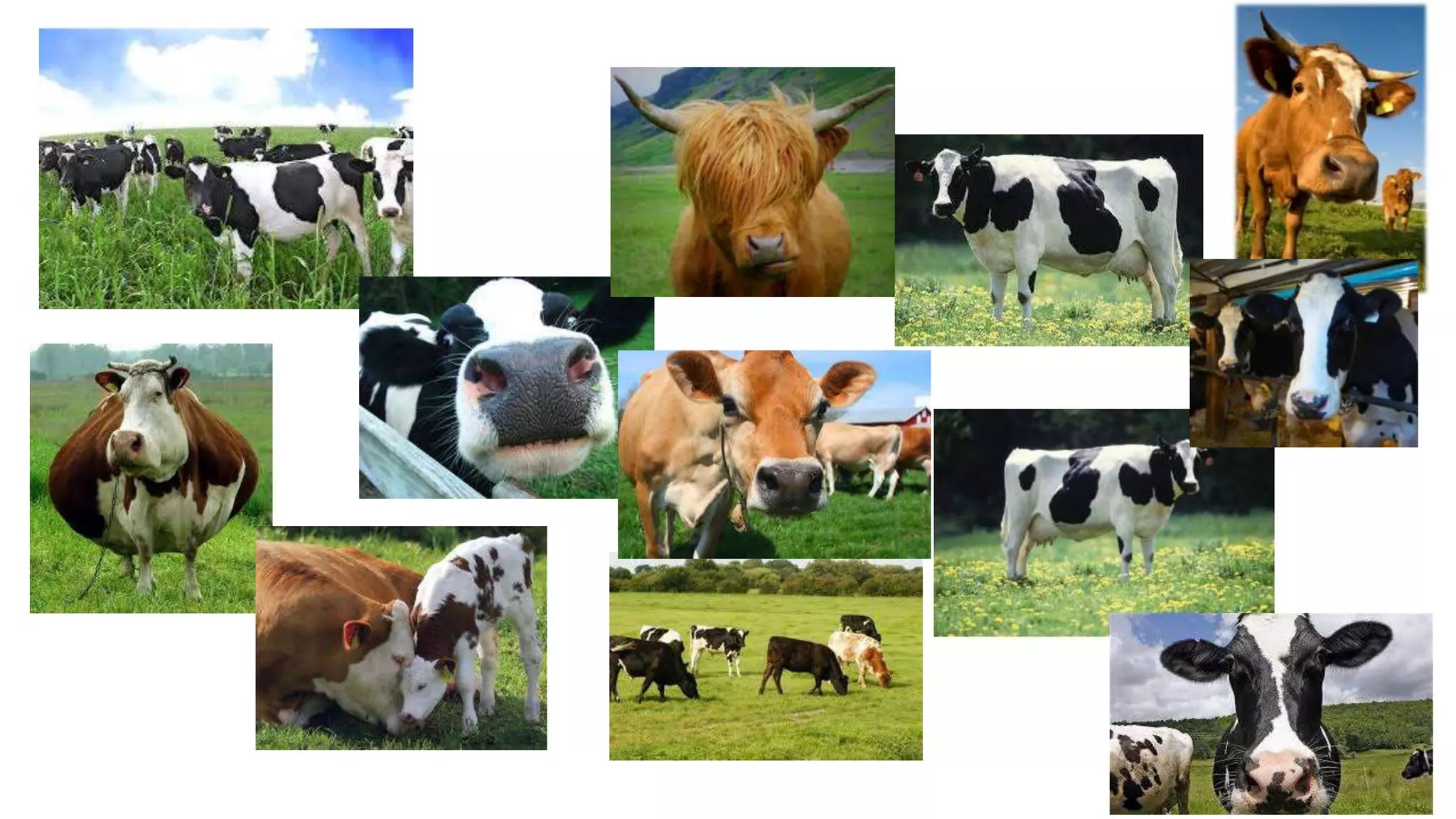 All about cows | PPTX