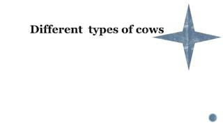 All about cows | PPTX