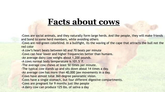 All about cows | PPT | Free Download