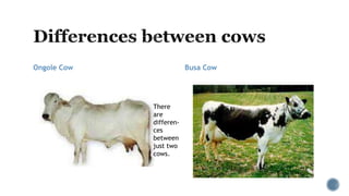 All about cows | PPTX