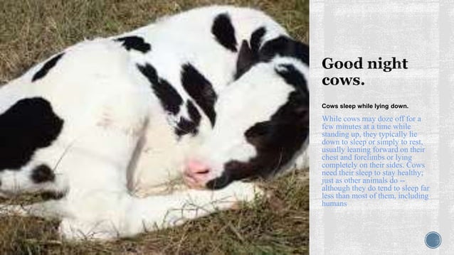 All about cows | PPT | Free Download