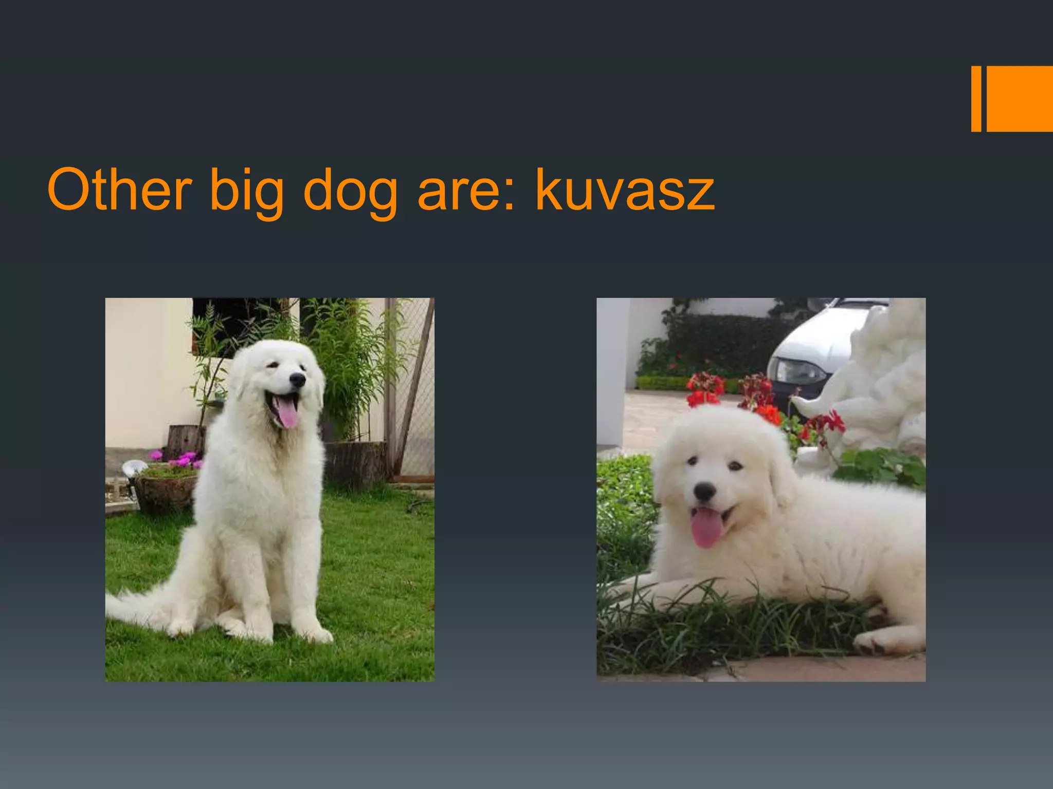 All about dogs | PPTX