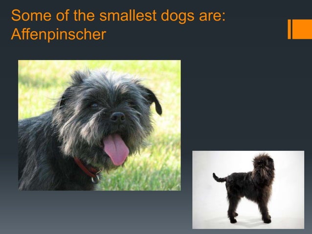 All about dogs | PPTX