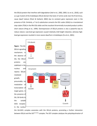 All about dwarfing genes in wheat | DOC