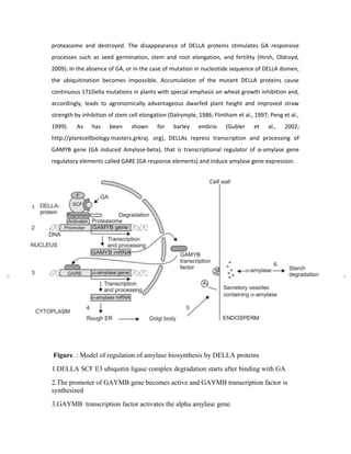 All about dwarfing genes in wheat | DOC