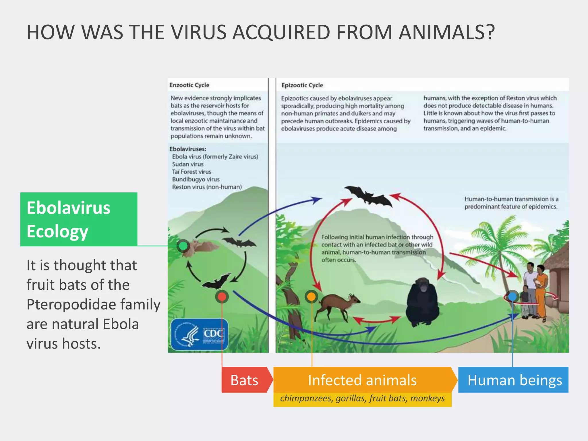 All about ebola virus (complete info.) | PPTX