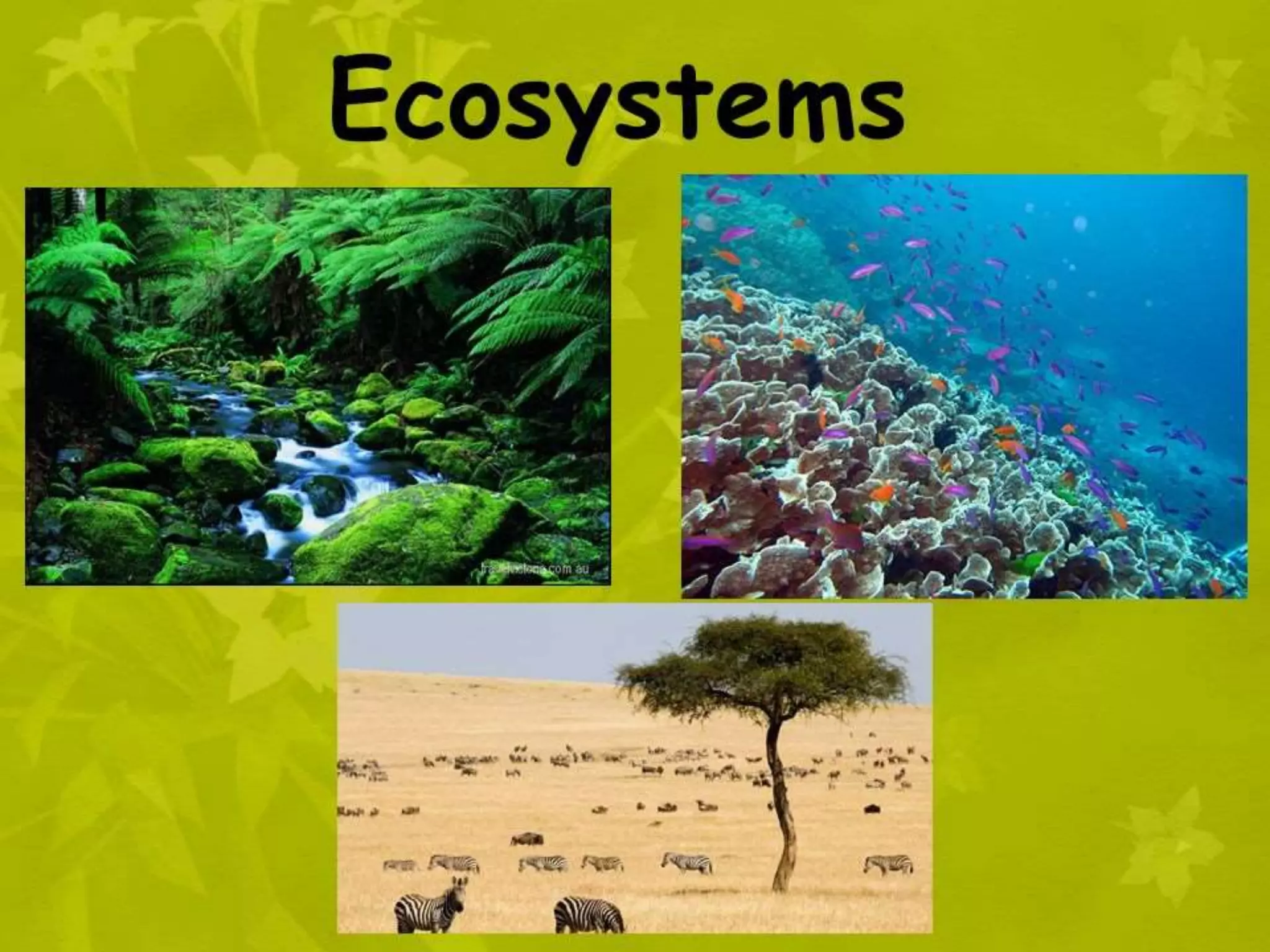 All About Ecosystems | PPT