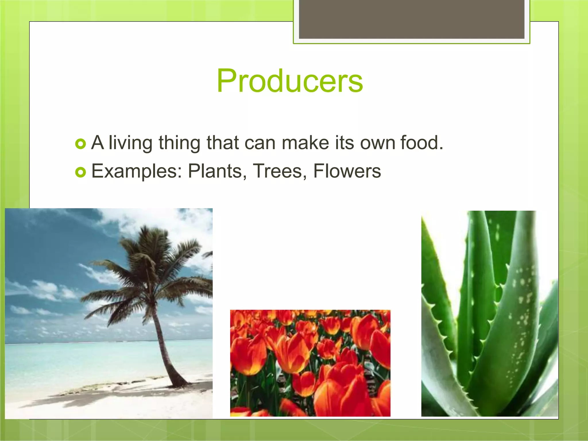 All About Ecosystems | PPT