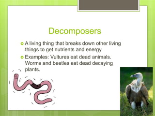 All About Ecosystems | PPTX