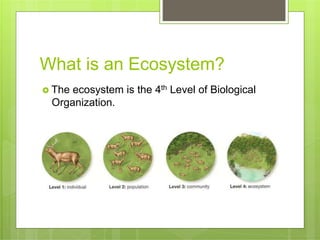 All About Ecosystems | PPT