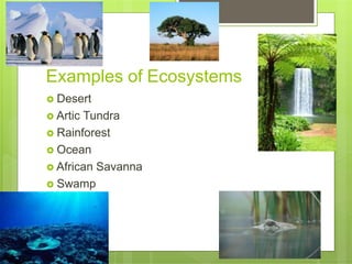 All About Ecosystems | PPT