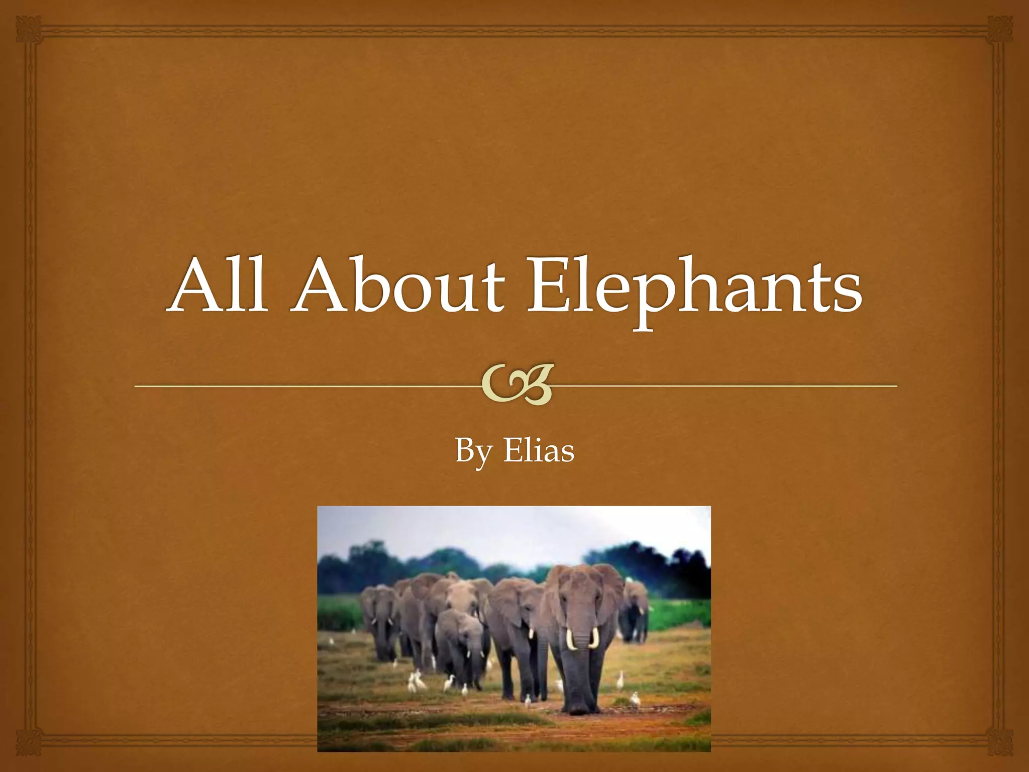 All about Elephants | PPTX