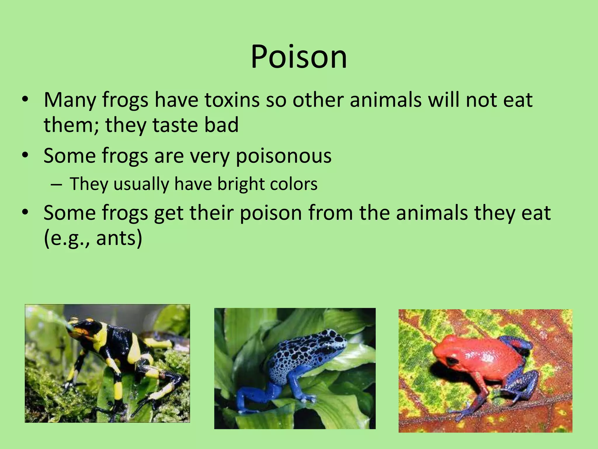 allaboutfrogs-ppt-110325163556-phpapp01.pdf