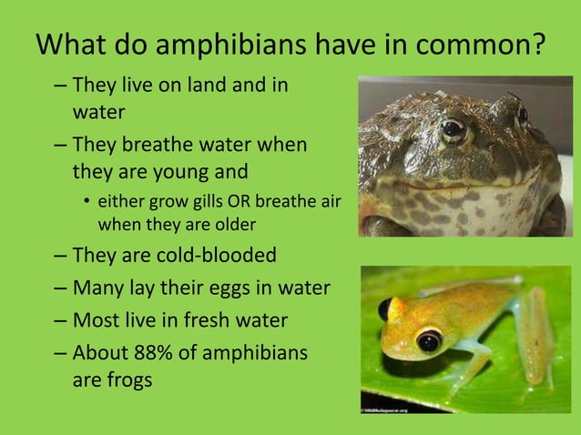 allaboutfrogs-ppt-110325163556-phpapp01.pdf