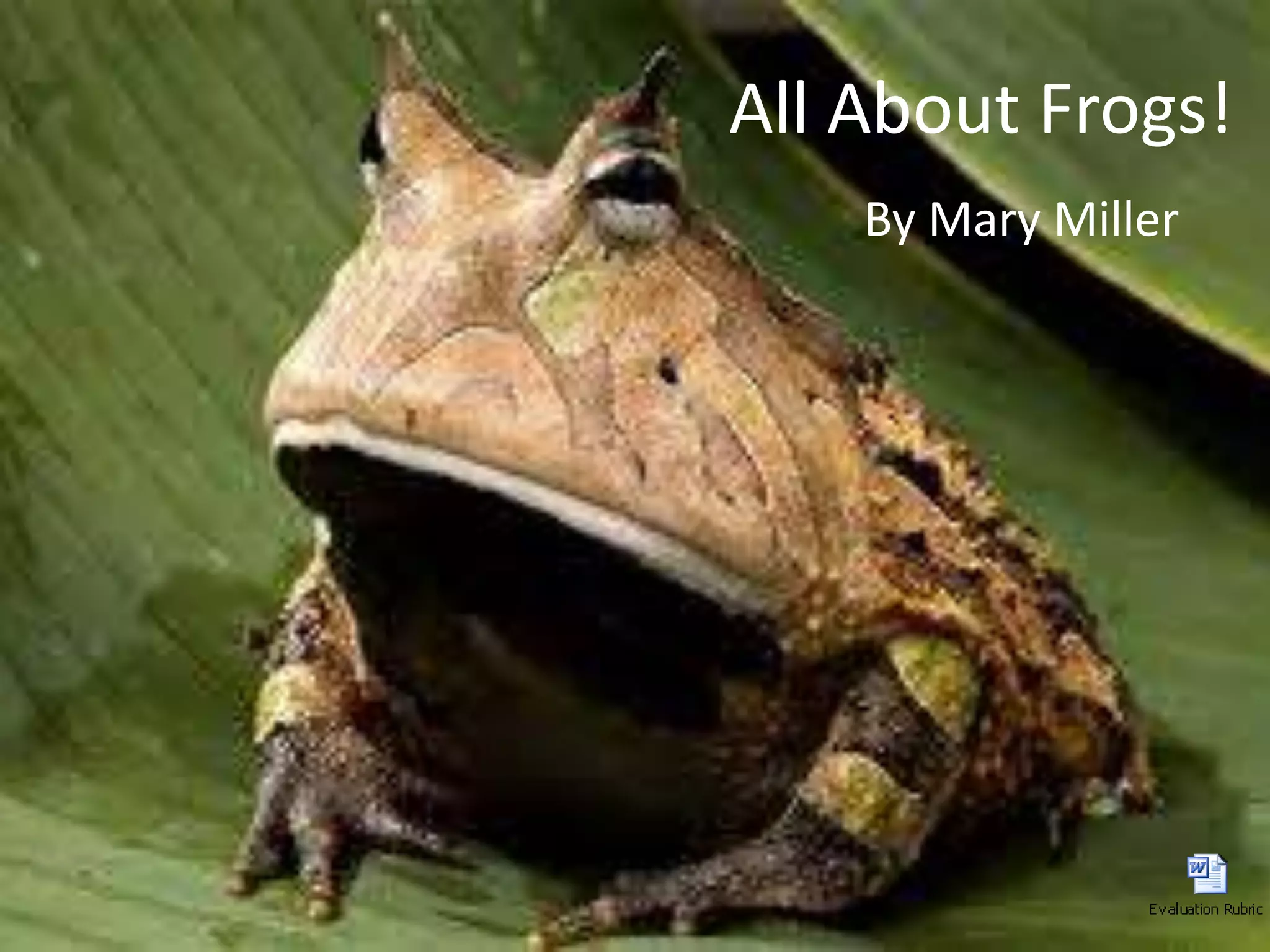 All about frogs!.ppt