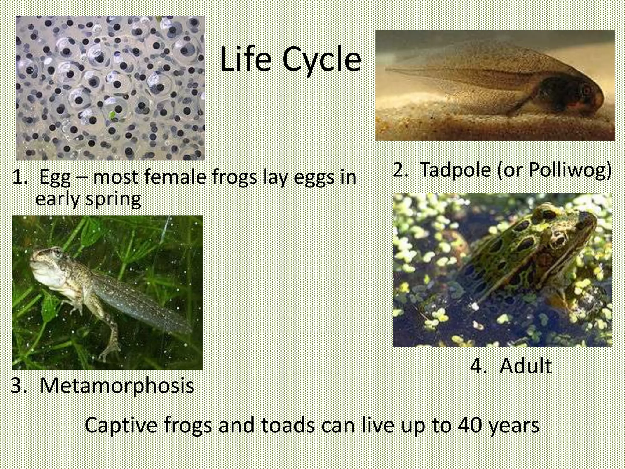 All about frogs!.ppt