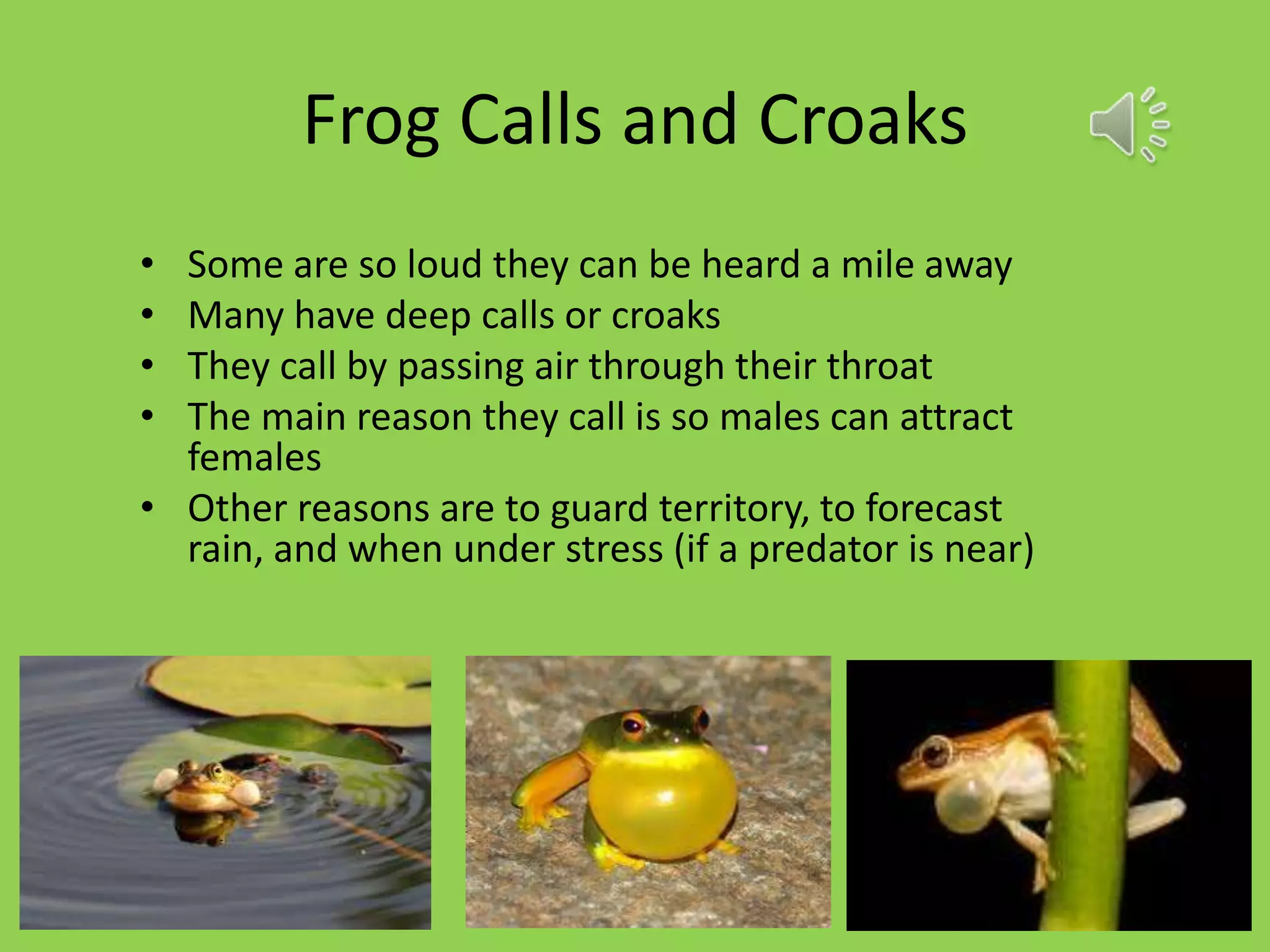 All about frogs!.ppt