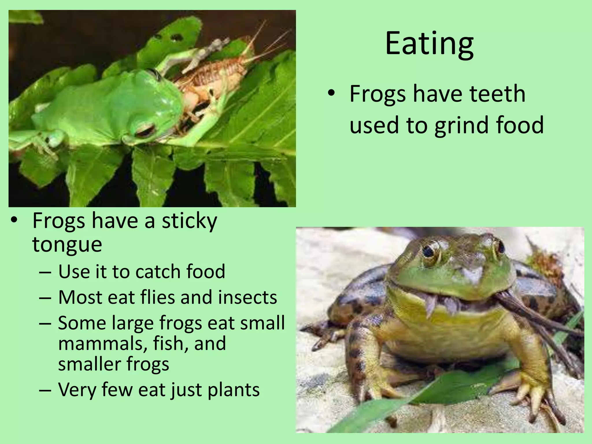 All about frogs!.ppt
