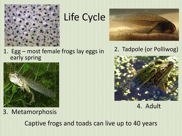 All about frogs!.ppt