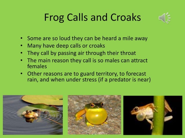 All about frogs!.ppt