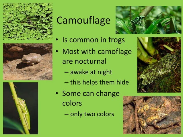 All about frogs!.ppt