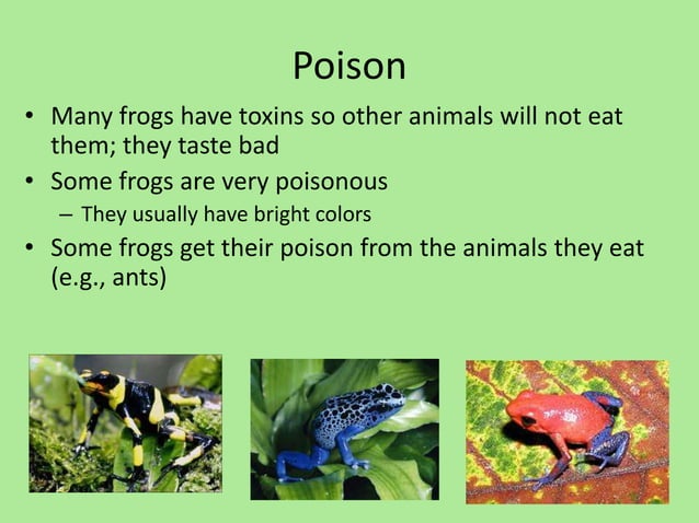 All about frogs!.ppt