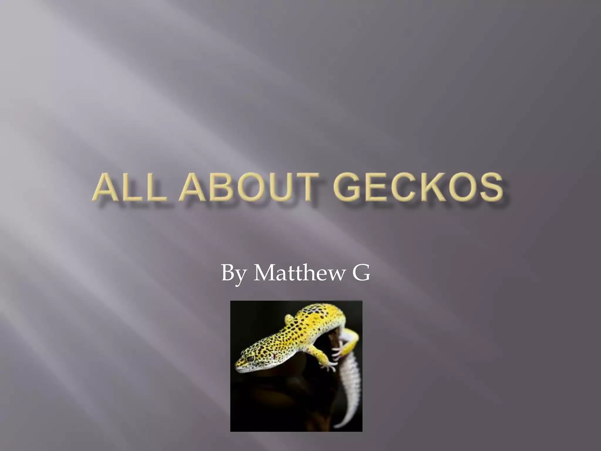 All about geckos | PPTX
