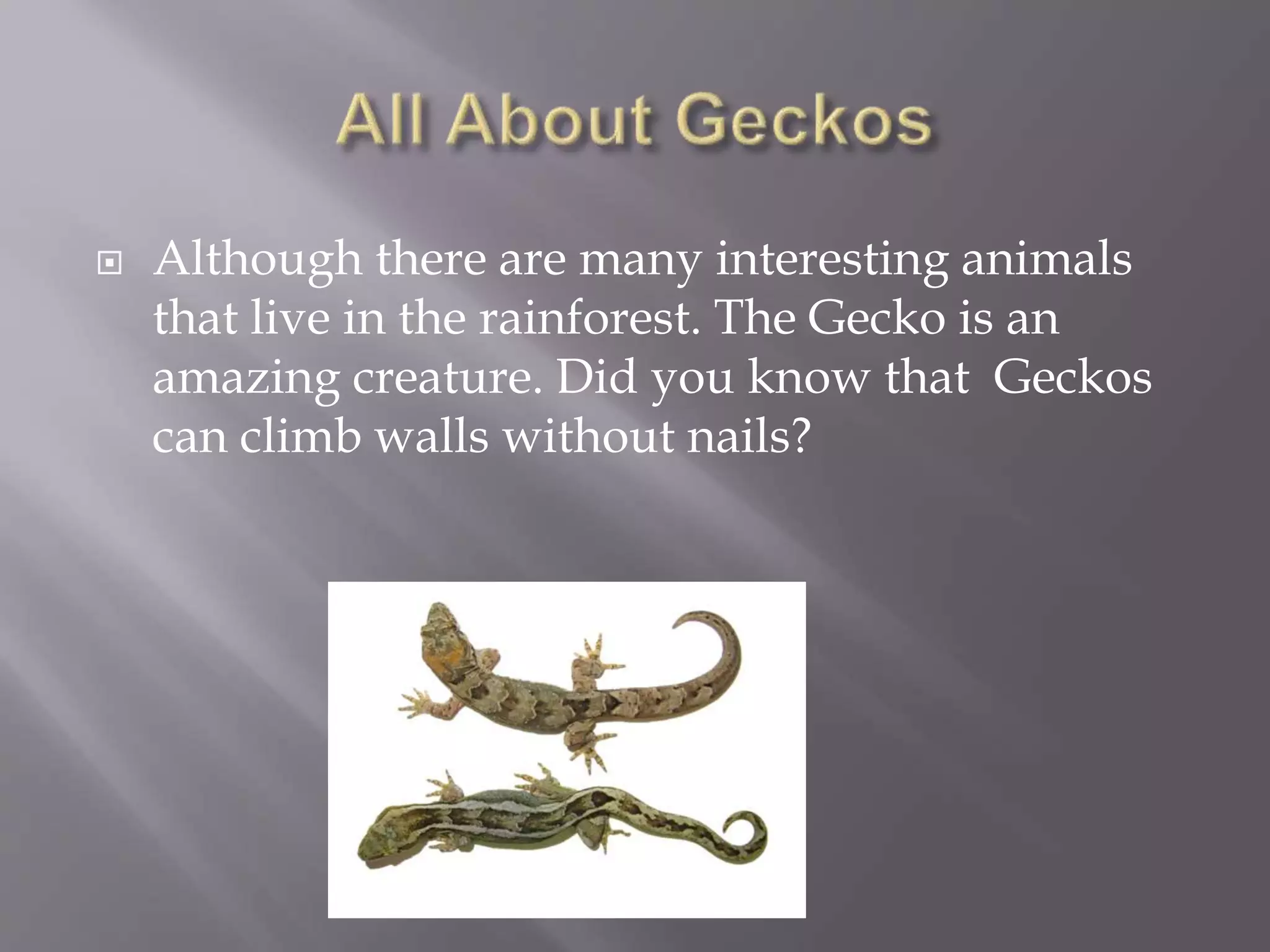 All about geckos | PPTX