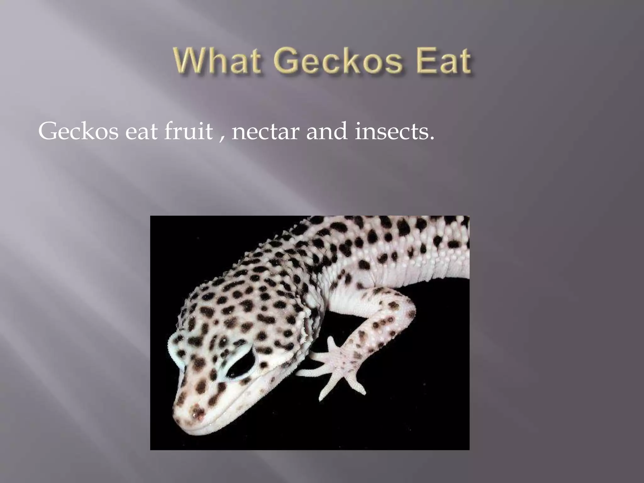 All about geckos | PPTX