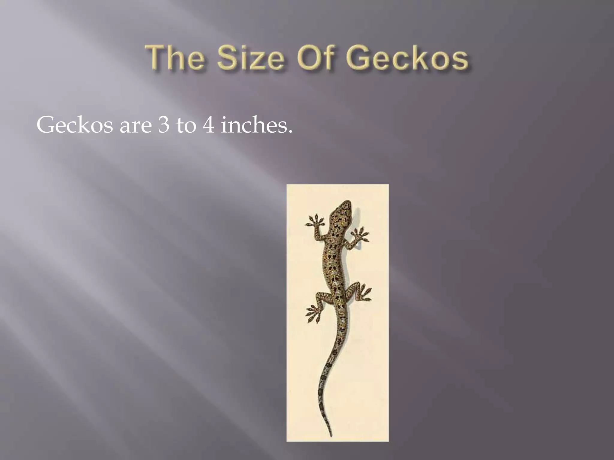 All about geckos | PPTX