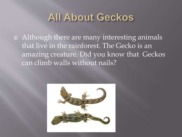 All about geckos | PPTX