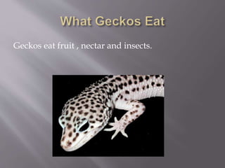 All about geckos | PPTX